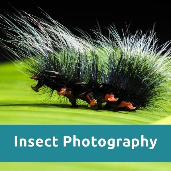 Insect Photography Tips | It's All In The Lens