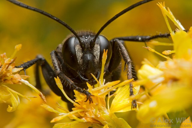 Insect Photography Tips | Tripods, Monopods, Focus Rails