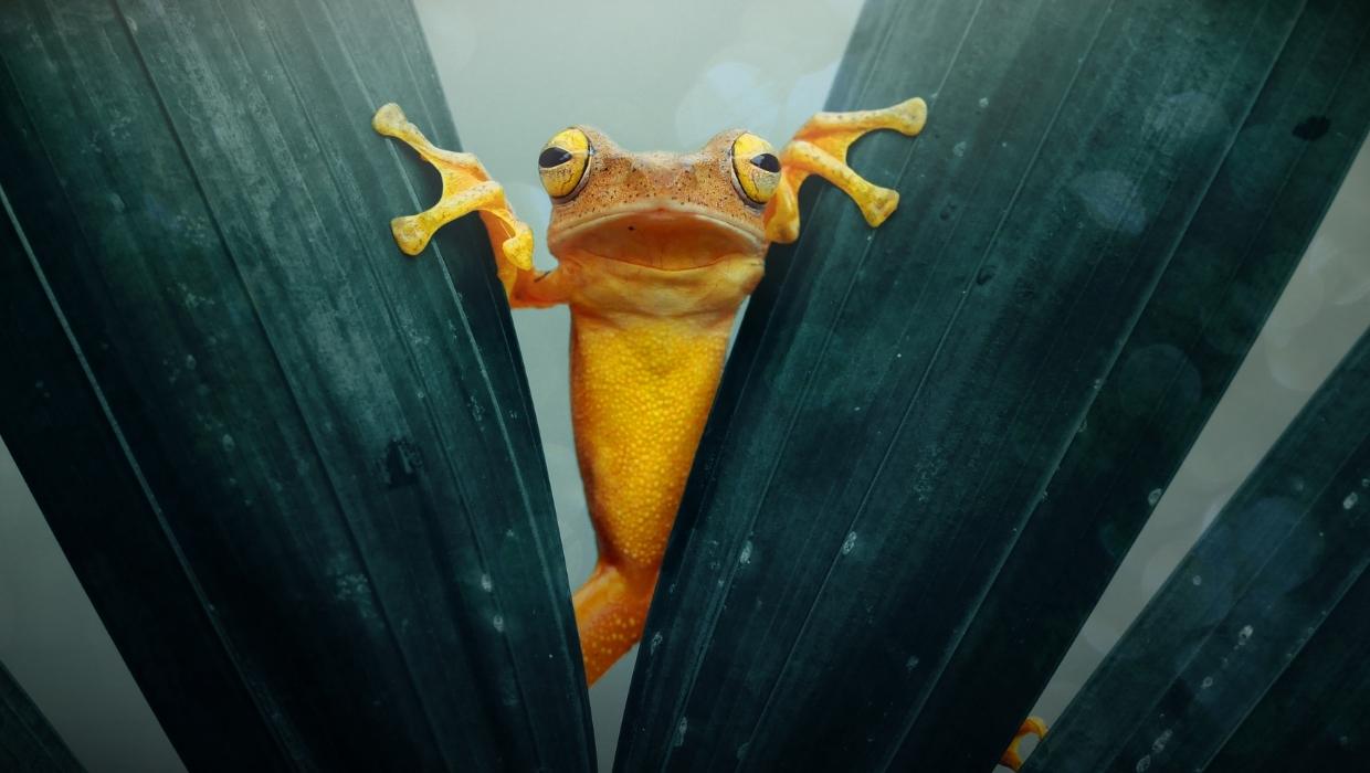 Insect Photography Tips | It's All In The Lens